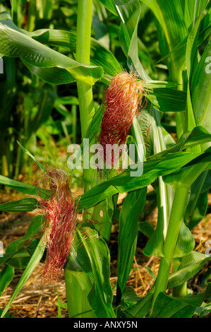 Sweet corn in the garden Stock Photo - Alamy