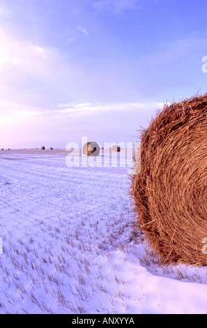 A vertical shot of round hay bales in a field under a beautiful night ...