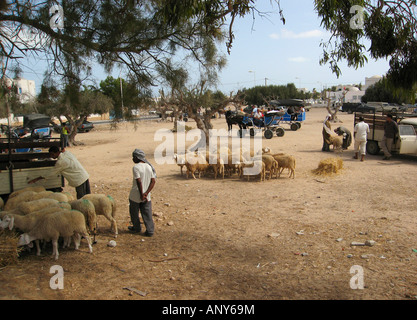 Tunisia Djerba Island Midoun lifestock market Stock Photo - Alamy