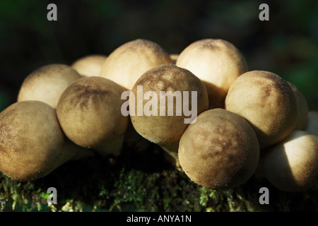 Puffballs. (Lycoperdon pyriforme), Wolf-fart Puffball, Stump Puffball ...