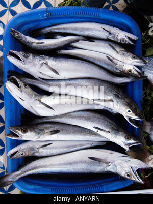 sardines on a fish market stall. sardines on a fish market Stock Photo ...