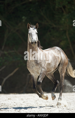 Akhal-Teke horse - galloping Stock Photo - Alamy