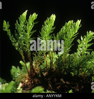 Moss - Bryum Capillare Stock Photo - Alamy