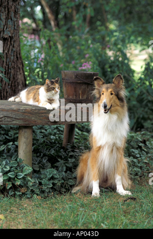 Mammal Calico cat and Collie Stock Photo - Alamy