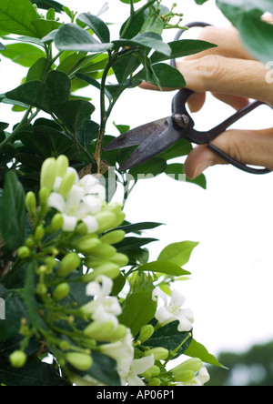 Hand pruning jasmine plant with scissors Stock Photo - Alamy