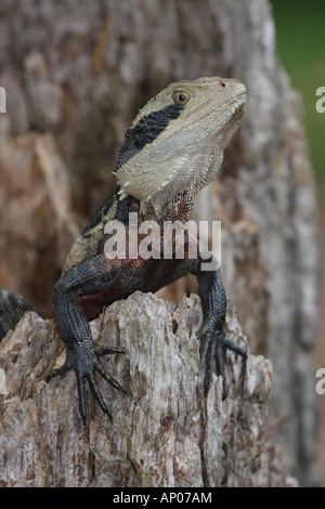Eastern Water Dragon on stump - Queensland Australia Stock Photo - Alamy
