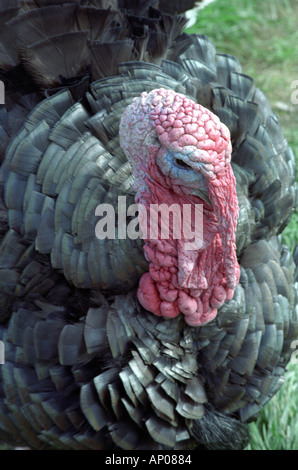 Large male turkey of rare breed with black and white plumage at ...