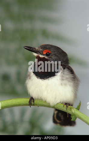 BROWN-THROATED WATTLE-EYE (Platysteira cyanea ) - Common Wattle-eye in ...