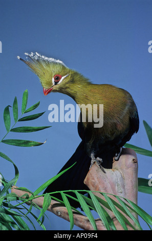 Livingston's Turaco. (Tauraco livingstonii) French: Touraco de ...