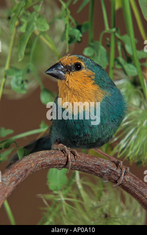 Sea Green Parrot Finch Stock Photo - Alamy