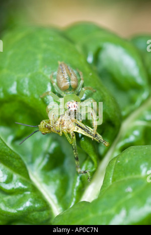 Australian jumping spider Mopsus mormon female Stock Photo - Alamy