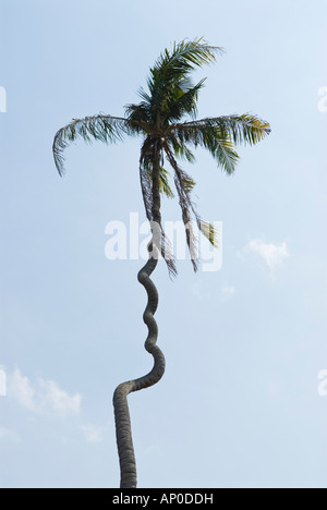 Cork screwed coconut tree Sumatra Indonesia Stock Photo - Alamy