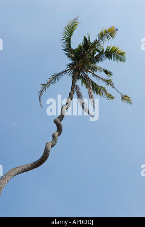 Cork screwed coconut tree Sumatra Indonesia Stock Photo - Alamy