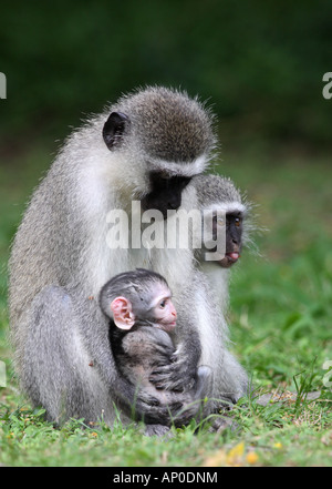 Infant vervet monkey (Cercopithecus aethiops). Photographed in Samburu ...