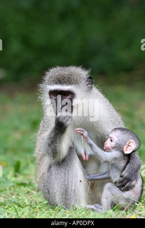 Vervet monkey eating Cercopithecus pygerythrus Botswana Stock Photo - Alamy