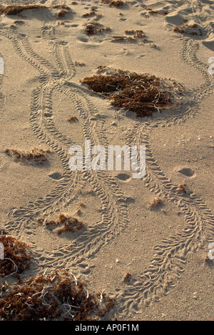 Hatchling leatherback sea turtle crawling along moist sand Stock Photo ...