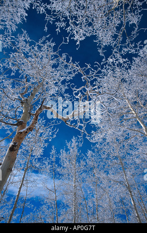 Snow on aspen trees Steamboat Springs Colorado USA Stock Photo - Alamy