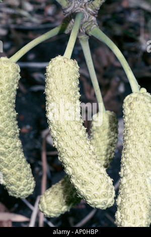 Cabbage Tree Fruits-Cussonia spicata-Family Araliaceae Stock Photo - Alamy