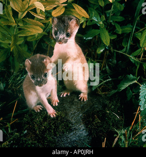 HERMINE mustela erminea Europe Monde ERMINE ANIMAL MAMMIFERE MAMMAL ...