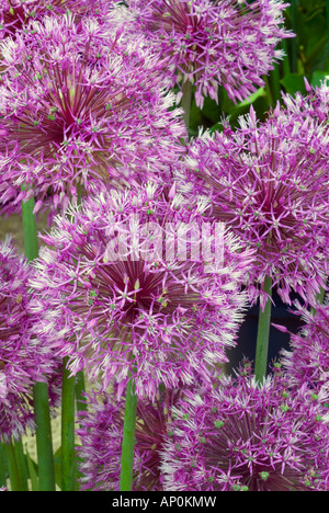 Allium 'Early Emperor' Stock Photo - Alamy