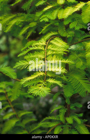 Ancient sequoia (Metasequoia glyptostroboides), Ancient redwood ...