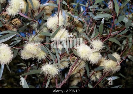 Long-Flowered Marlock- Eucalyptus macranda- Family Fabaceae Stock Photo ...