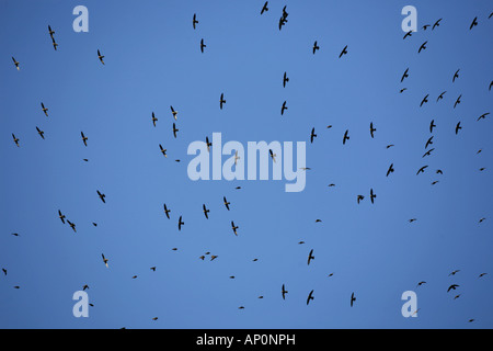Great Dusky Swift (Cypseloides senex) group perched on cliff near ...