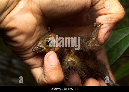 Hoatzin (Opisthocomus hoazin) chick has claws on its wings to grip and ...