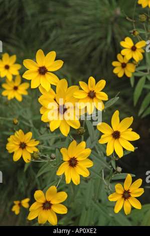 tall coreopsis (Coreopsis tripteris Stock Photo - Alamy