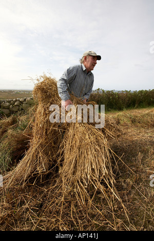Small field of hay stooks on the edge of the village Leumrabhagh or ...