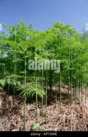 Ferns In Early Summer Norfolk Broads UK Stock Photo - Alamy