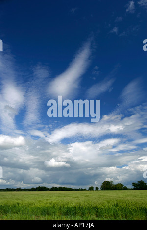 Open Fields Norfolk Countryside Early Summer Stock Photo - Alamy