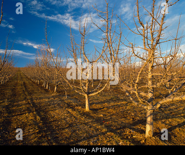 Agriculture - Red delicious high density apple orchard in early Spring ...