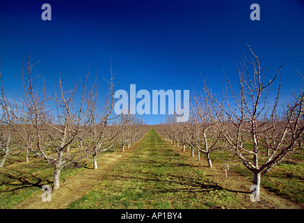 Agriculture - Red delicious high density apple orchard in early Spring ...