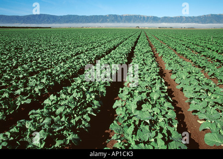 Large field of mature broccoli plants in Spring with the Santa Lucia ...
