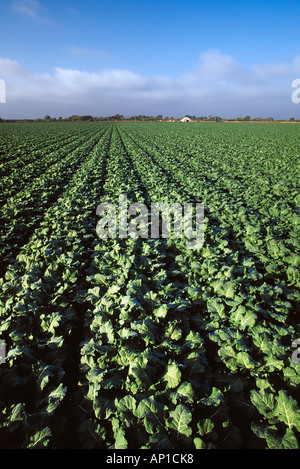 A BROCCOLI FIELD grows in the SALINAS VALLEY of CALIFORNIA Stock Photo ...