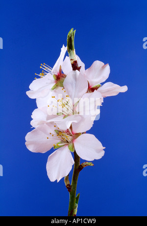 Almond flowering stages, full bloom, variety Nonpareil; California ...