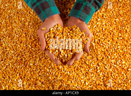 Large pile of harvested grain corn overflow at a grain elevator during ...