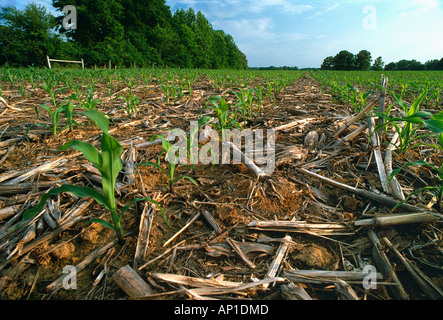 Agriculture - Closeup of a no-till grain corn seedling at the two Stock ...