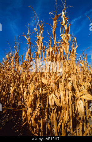 Agriculture - Mature stand of grain corn at harvest stage at sunset ...