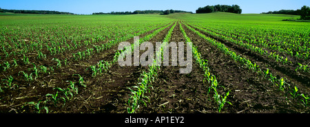 Agriculture - Large sloping and rolling minimum tillage field of early ...
