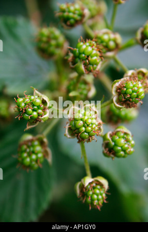Blackberries (Rubus fruticosus), Rosaceae Stock Photo - Alamy