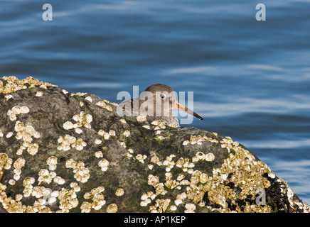 Purple sandpiper Calidris maritima, on rocks, São Miguel, Azores, April ...