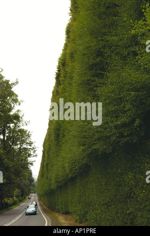 The Meikleour Beech Hedge (Fagus sylvatica), the tallest and longest ...