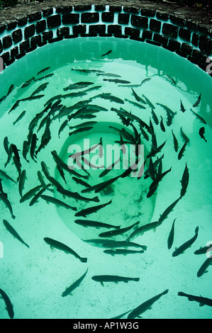 Trout hatchery in Madeira, Portugal, with concrete tanks filled with ...