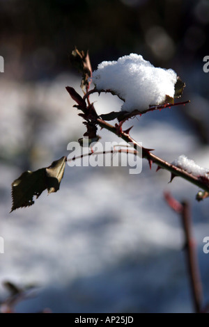 Snow on rose bush Stock Photo - Alamy
