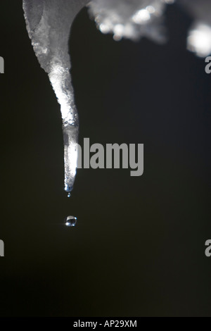 Icicle being formed by melting snow Stock Photo - Alamy