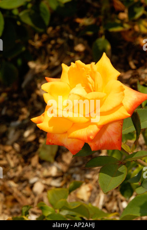 Rose CHRIS EVERT Stock Photo - Alamy