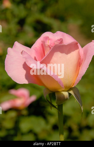 A Tiffany Hybrid Tea rose Stock Photo - Alamy