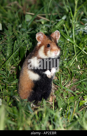 Hamster standing on hind legs and eating seed box of flax Stock Photo ...